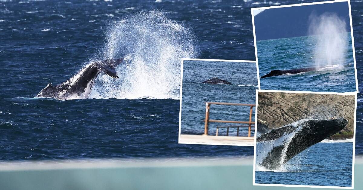 Humpback highway open for business, bringing 'total…