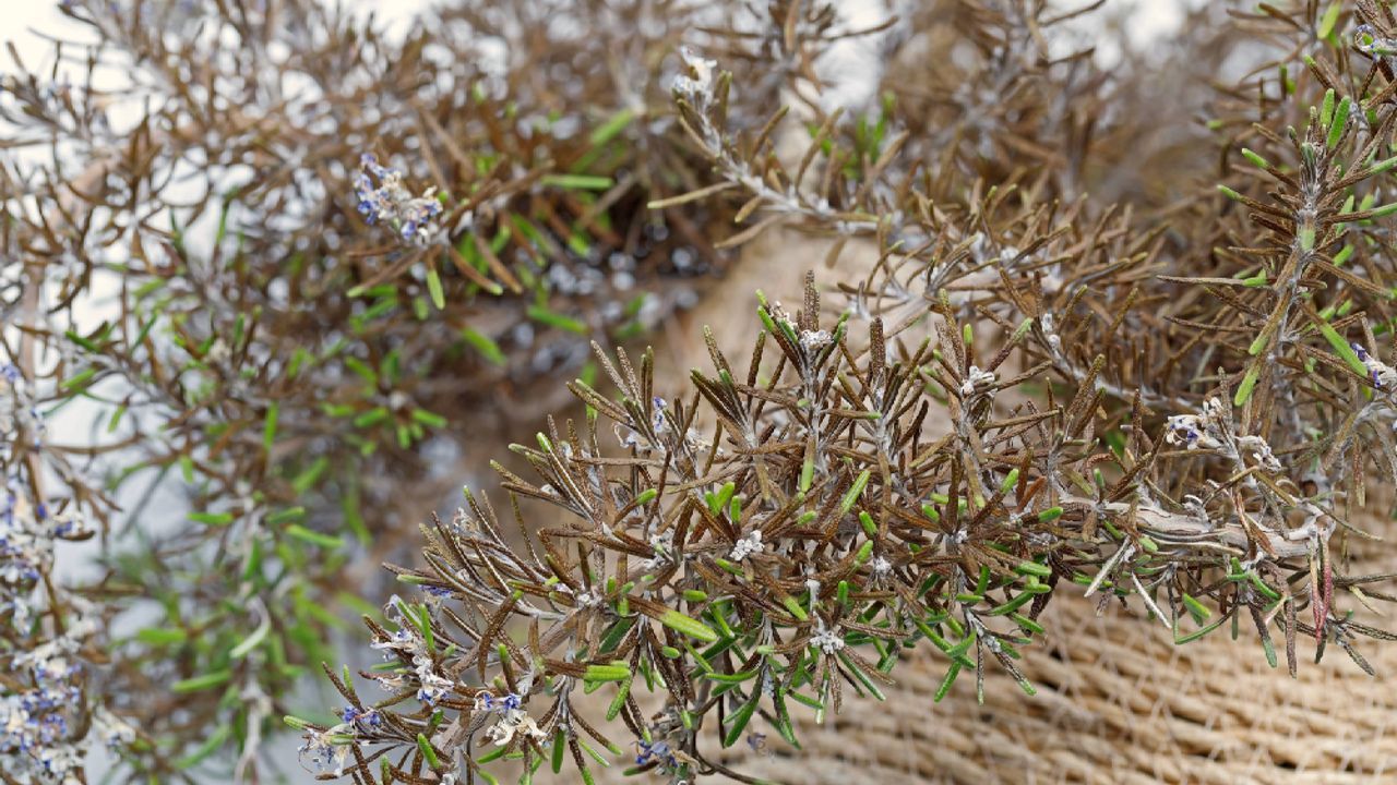 Rosemary plant turning brown? Start with the "scratch…