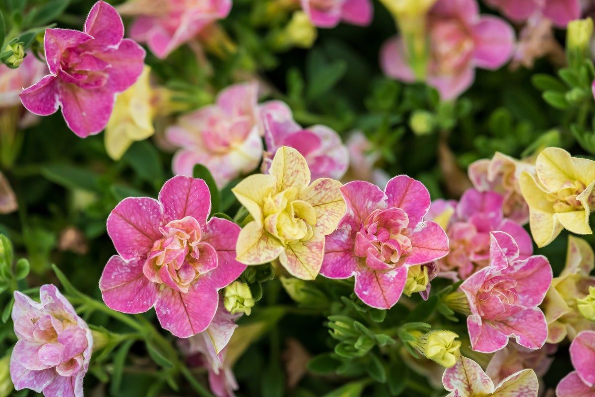 The AP's gardening expert has a list of 10…