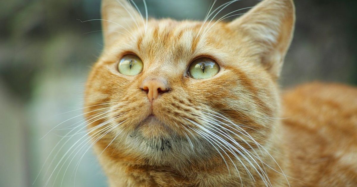 'Garden of Horrors': 16 Cats Found Dead in Coventry…