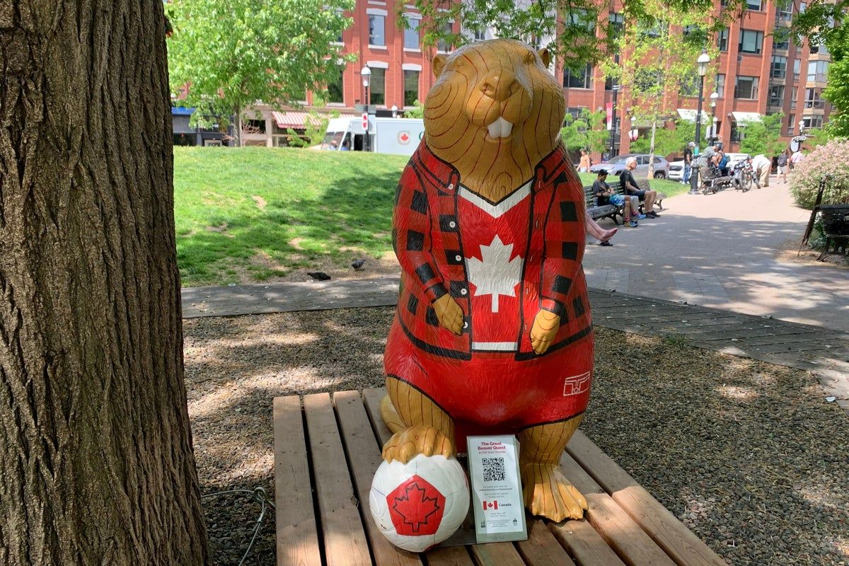 Join the beaver hunt: Toronto neighborhood offers…