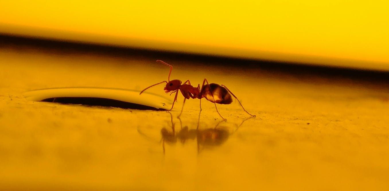 I don’t want to kill the spiders, ants and other bugs…