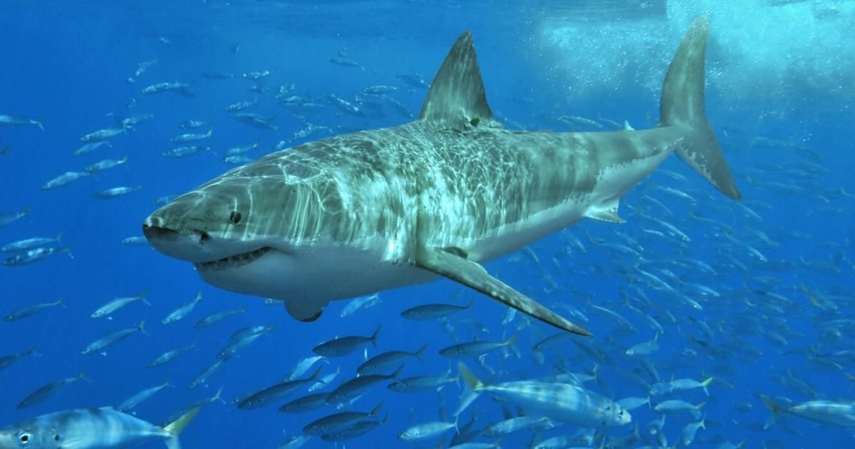 Tartan Army sent shark attack warning by Boston…