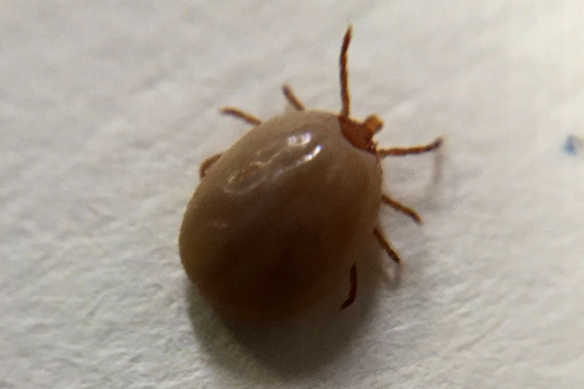 Rare and potentially more serious Lyme disease…