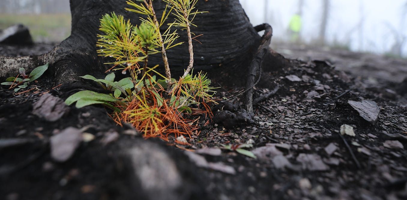 Life after death: From burned trees to bleached…