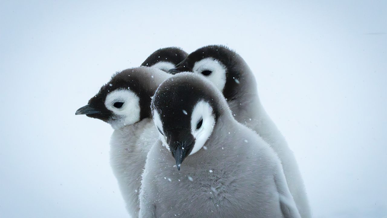 Shortlisted images of science photography competition…