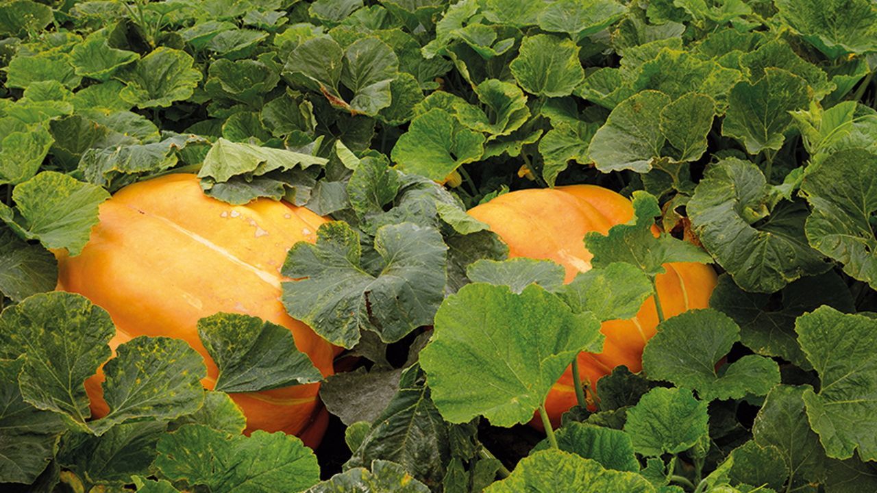 Take Time and Effort Out of Watering Pumpkins in Hot…