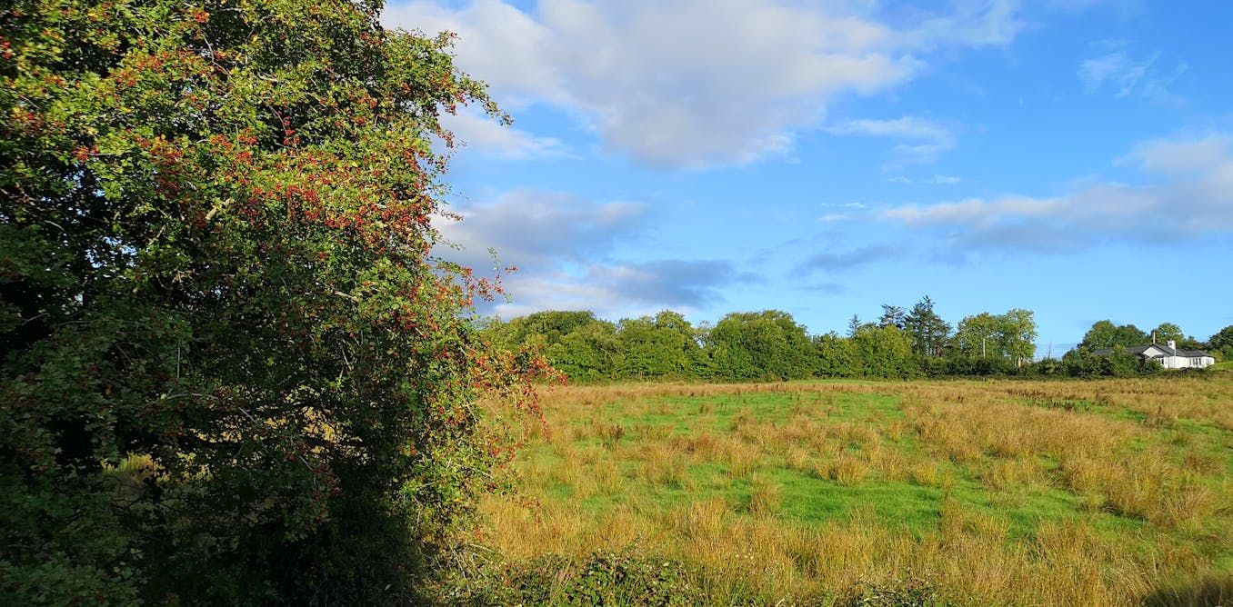Farmers are key to restoring native woodlands – here’s…