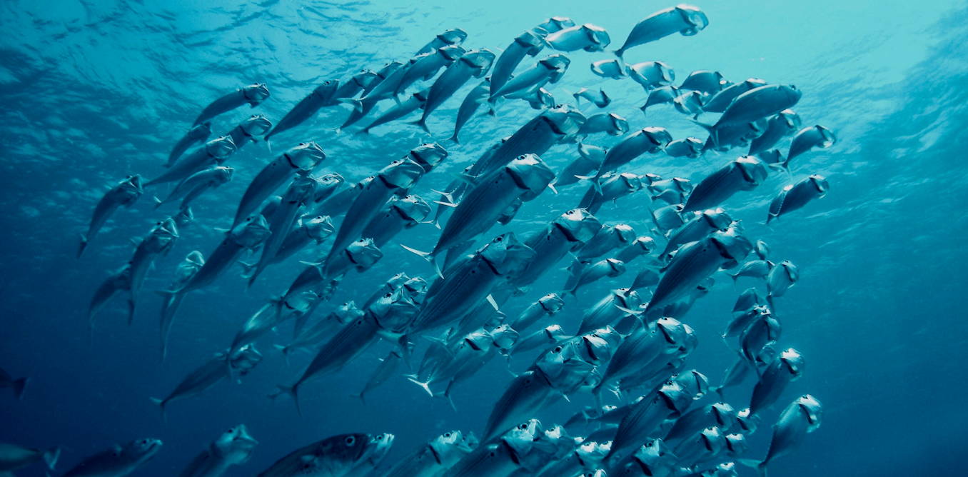 El Niño is back, and ocean temperatures are already…