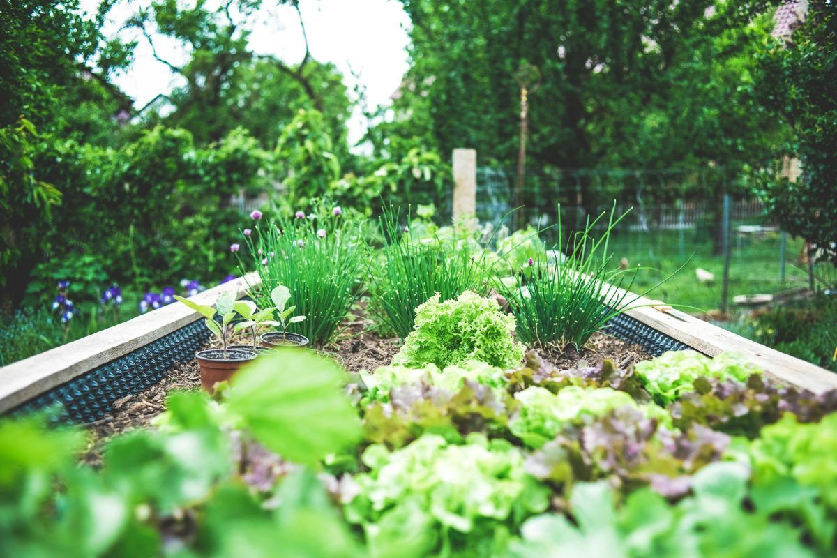 The New Backyard Trend That’s Helping Families Save…
