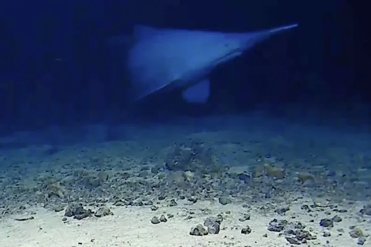 Footage reveals ‘ugly’ goblin shark alive in the wild…