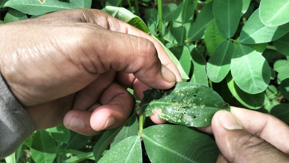 10 Backyard Bugs You Never Want to Ignore