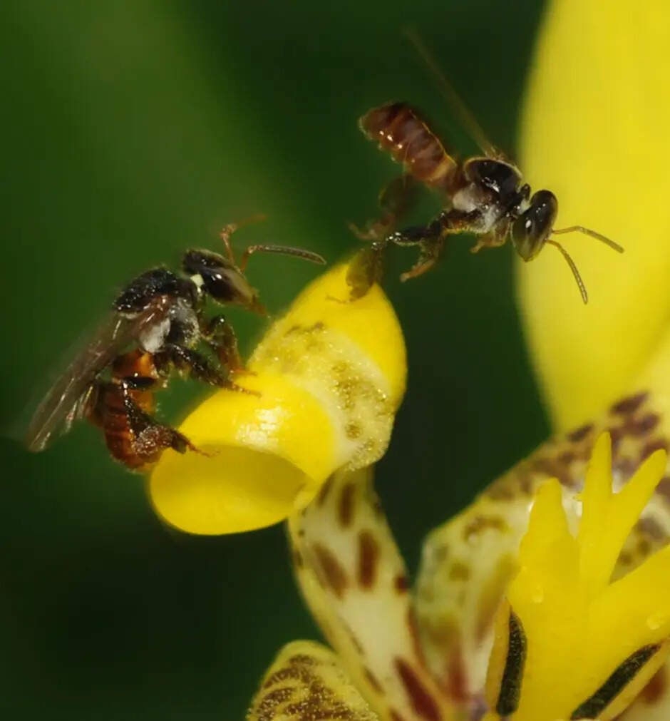 First insects ever get legal rights in two Peruvian…