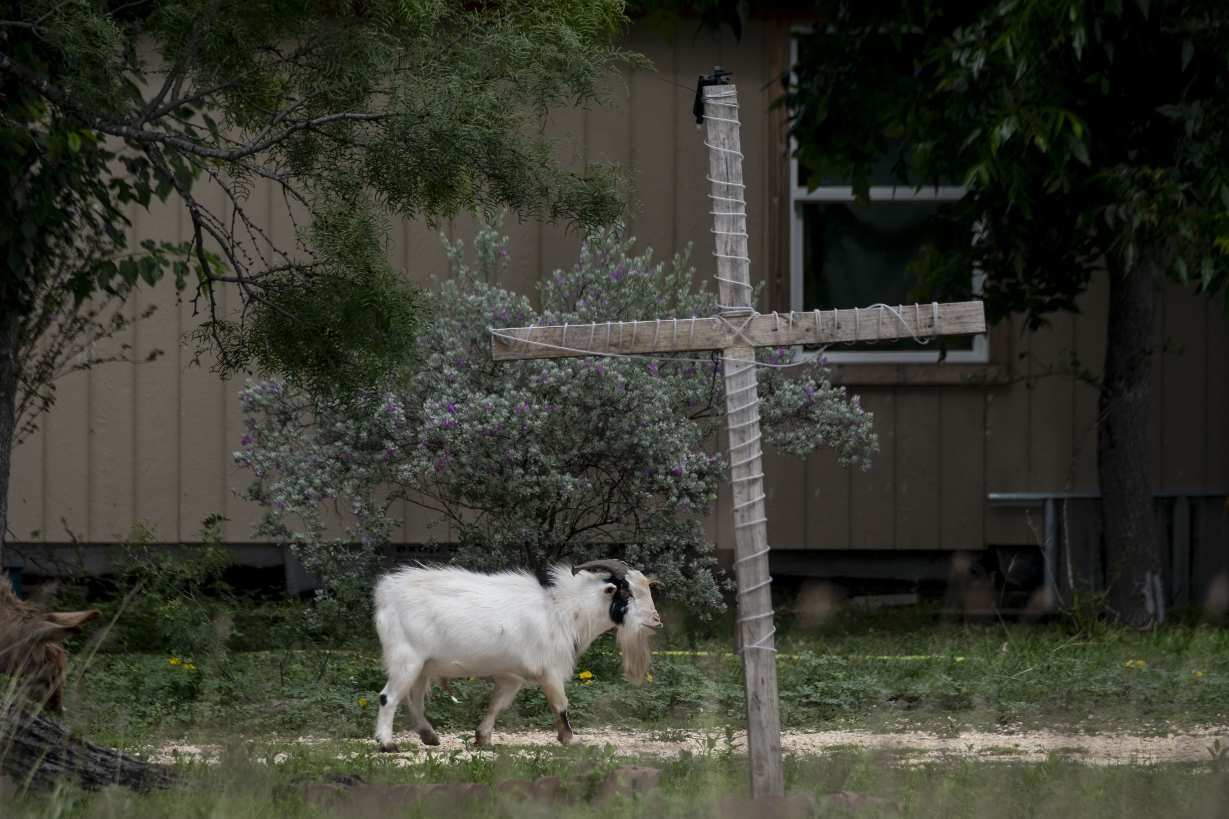 A Devastating Livestock Parasite Eradicated from the…