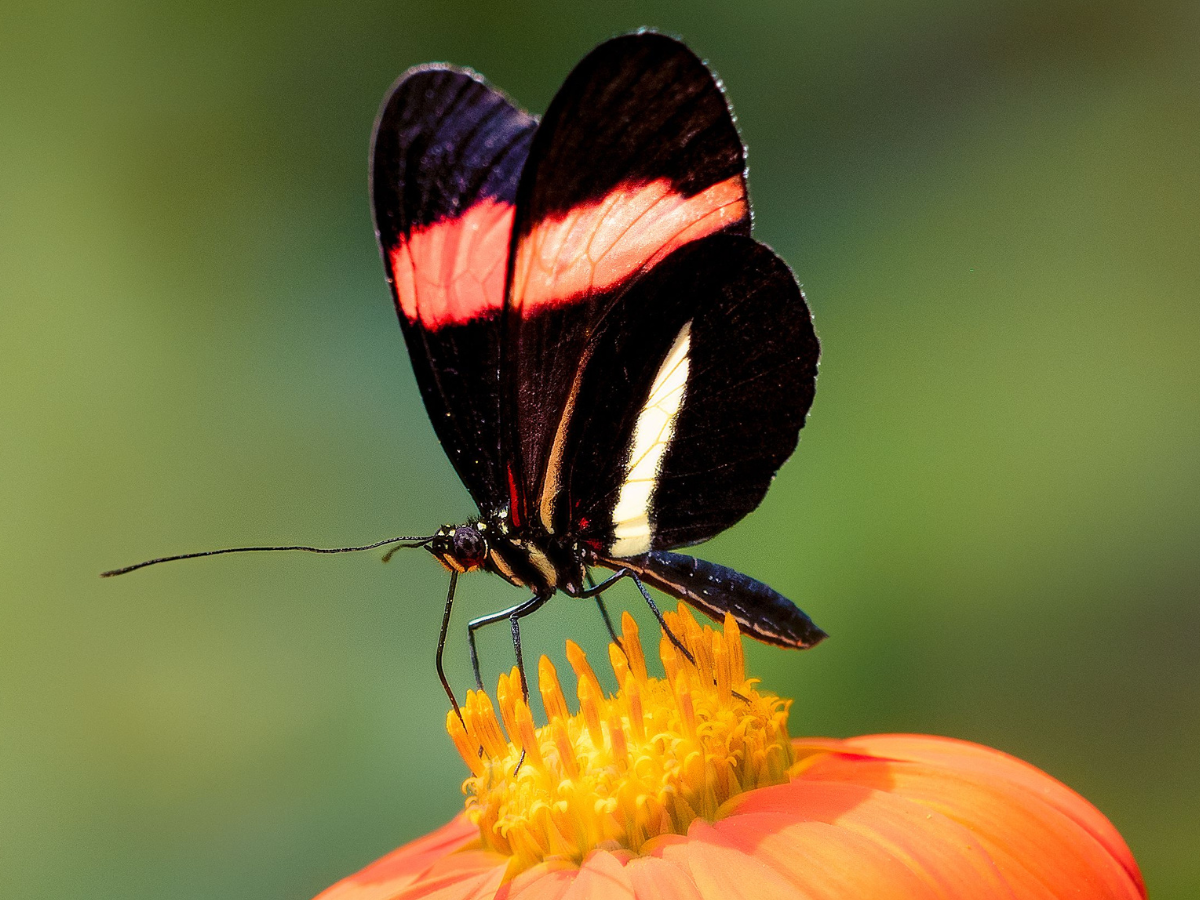 Scientists found a tropical butterfly that appears to…