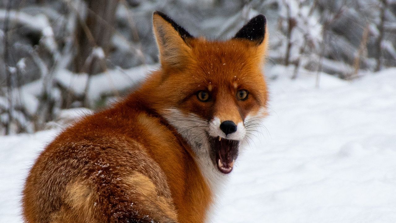 Wildlife inside Chernobyl exclusion zone acted…