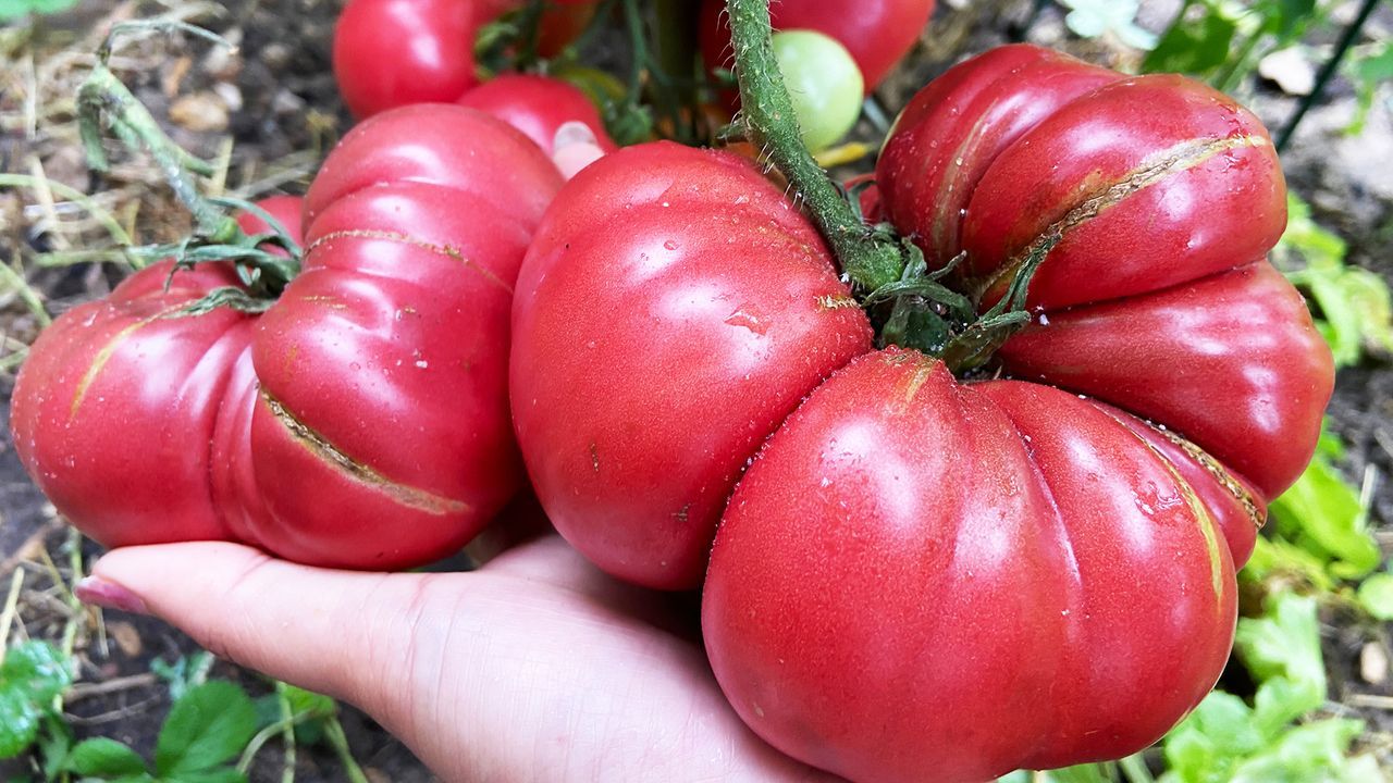 Why your tomatoes look ‘cat-faced’ — and how to grow…