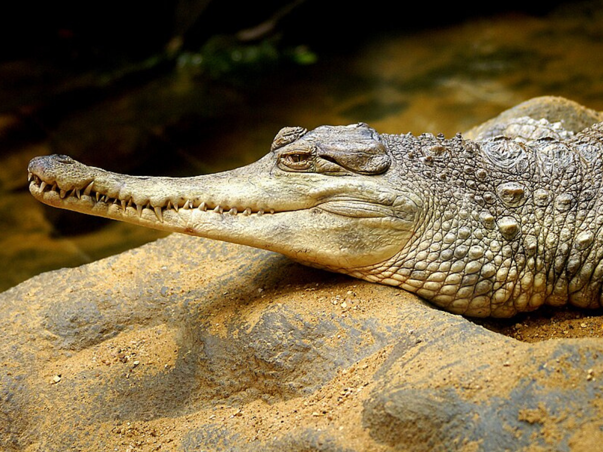 Africa's rarest crocodile climbs trees in Côte…