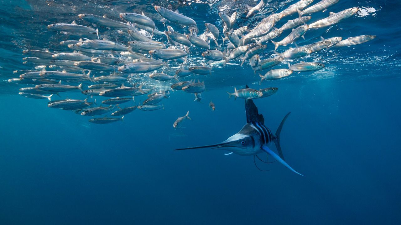 Diagnostic dilemma: A fish stabs a man through the…