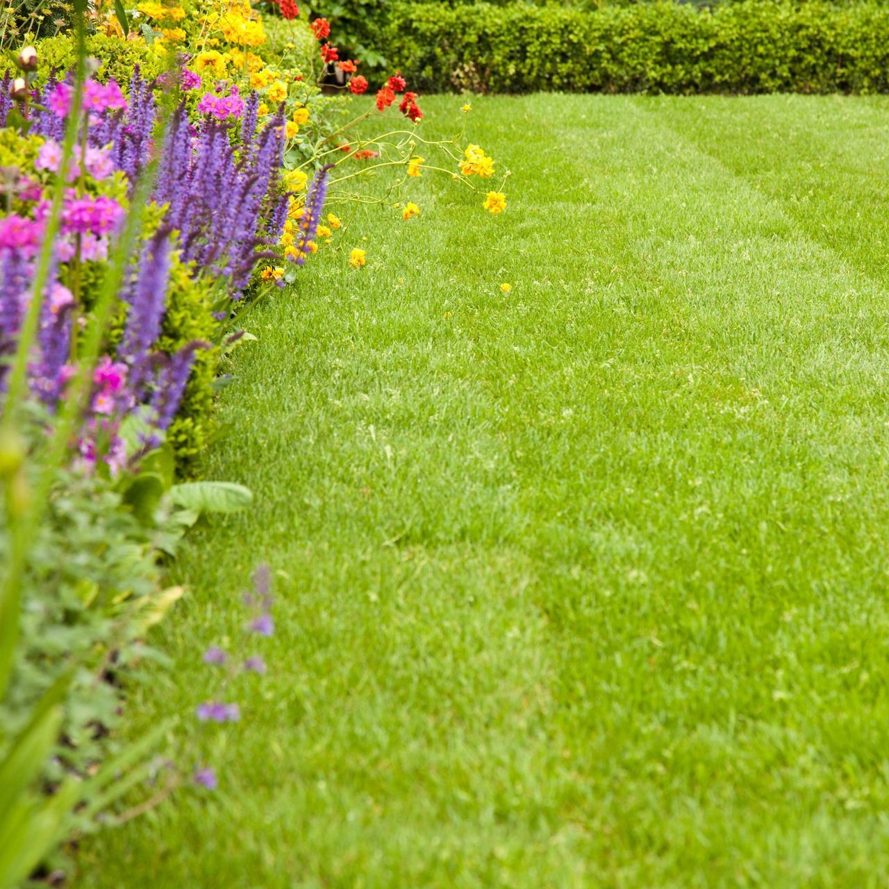How to recover your lawn if weeds have taken over