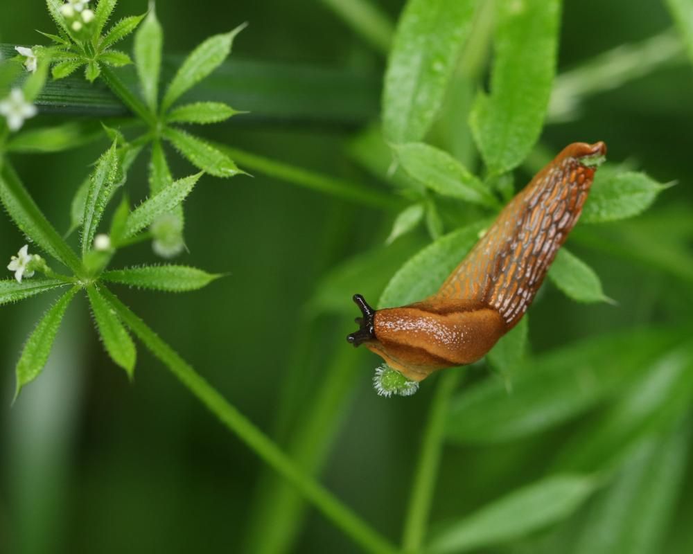 ‘Slug sleuth’ farmers in England help develop…