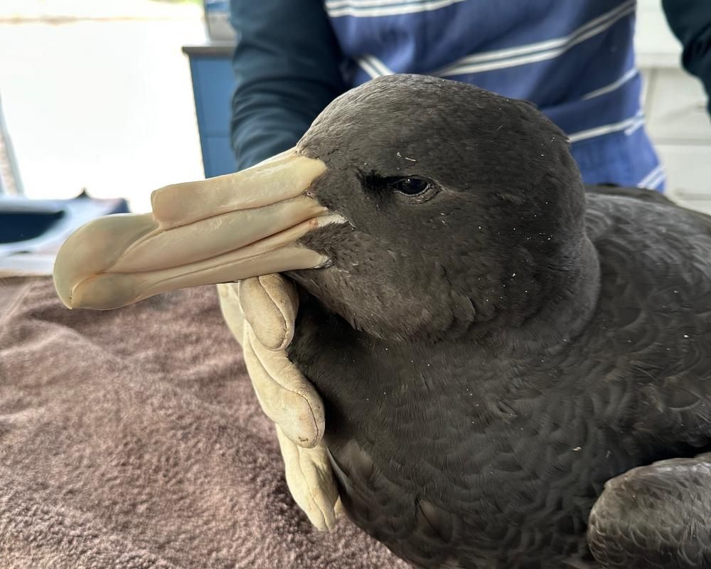 Afternoon Update: poultry farms lock down over bird…