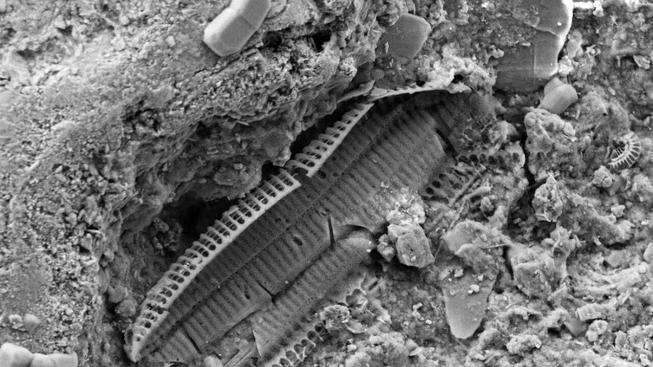 What lies beneath Omaha Beach: Microscopic WWII…