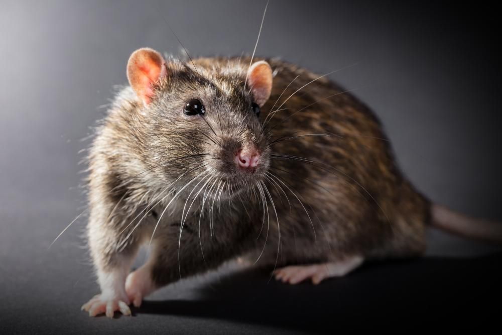 If we can’t keep rats out of Britain’s jails, we…