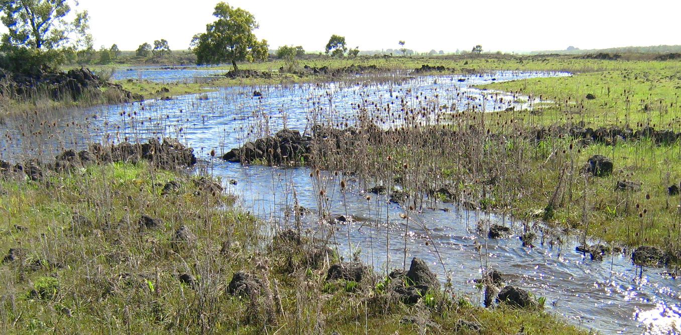 The detective work behind the Budj Bim eel traps World…