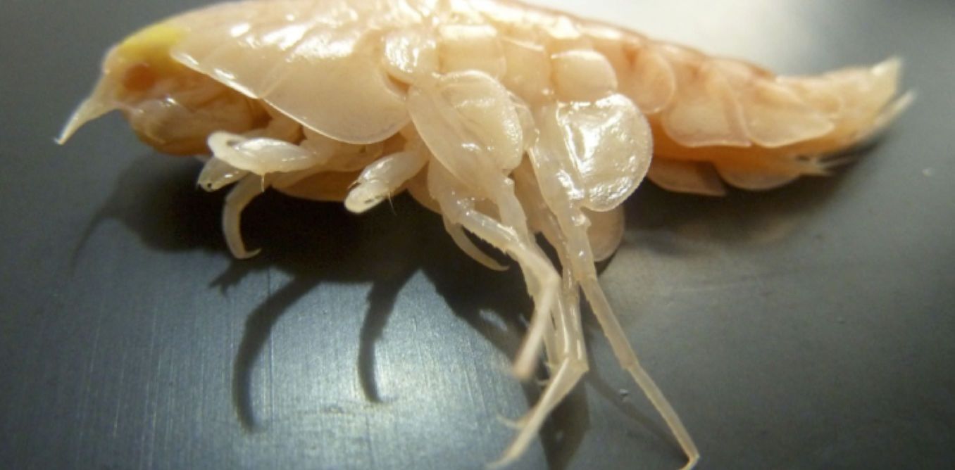 How we discovered pollution-poisoned crustaceans in…