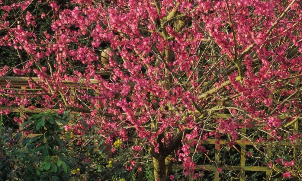 Plant of the week: Prunus mume ’Beni-chidori’
