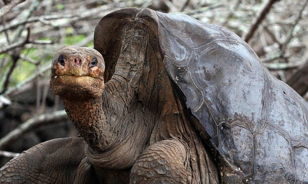 Welcome home, Lonesome George: giant tortoise returns…