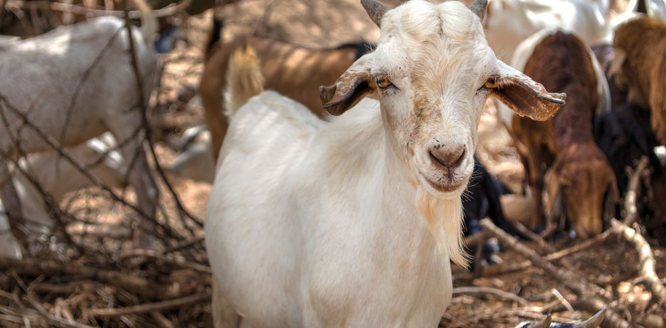 Fighting the Democratic Republic of Congo's goat plague