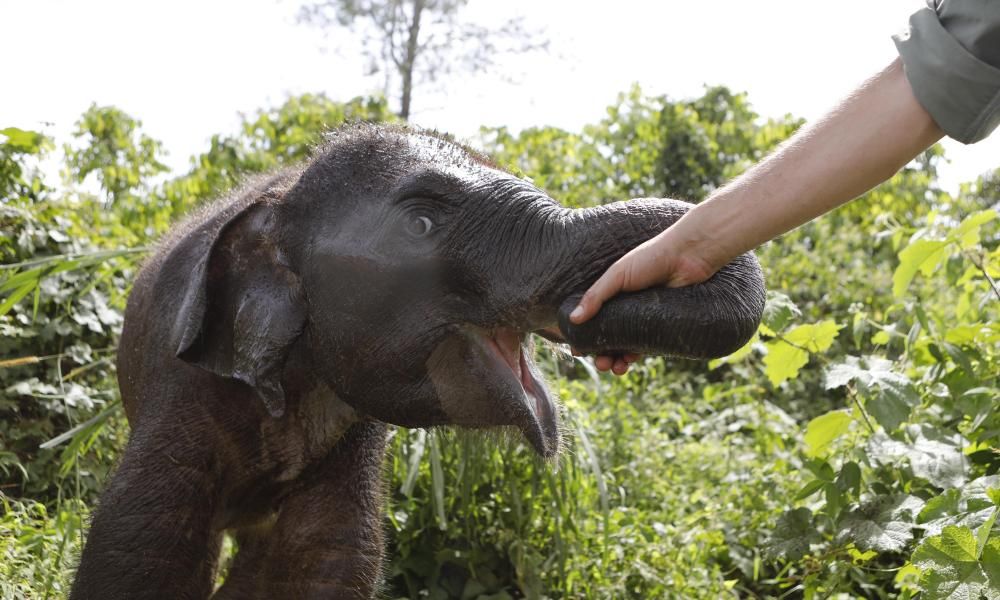 Paichit – the baby elephant saved from a palm oil…