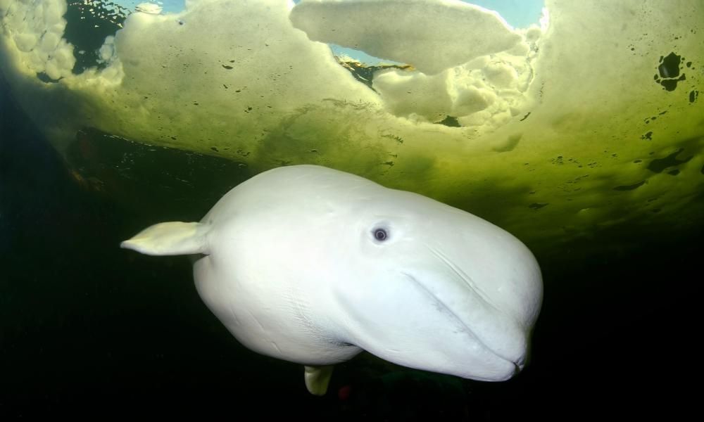 Shrinking Arctic sea ice threatens the majestic Beluga…