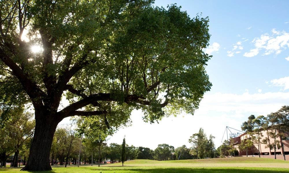 Stressed street trees: mapping the urban forests to…
