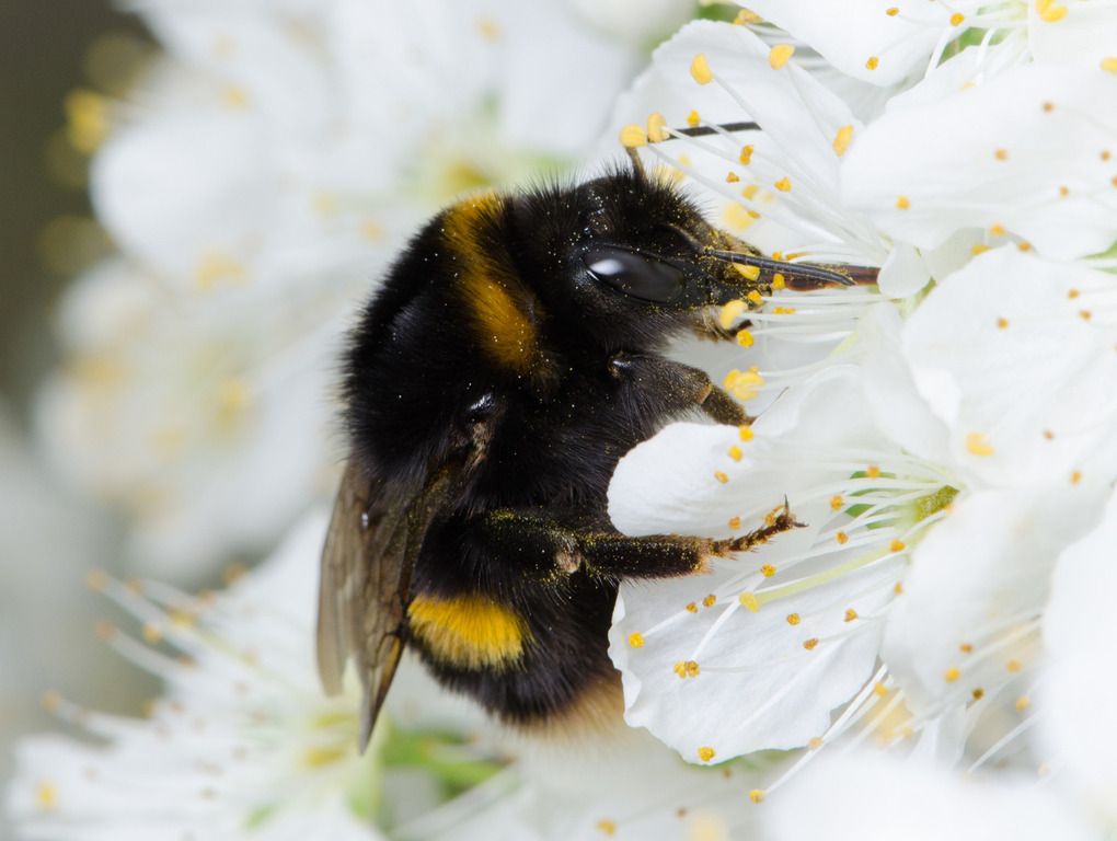 The plight of the brainy bumblebee