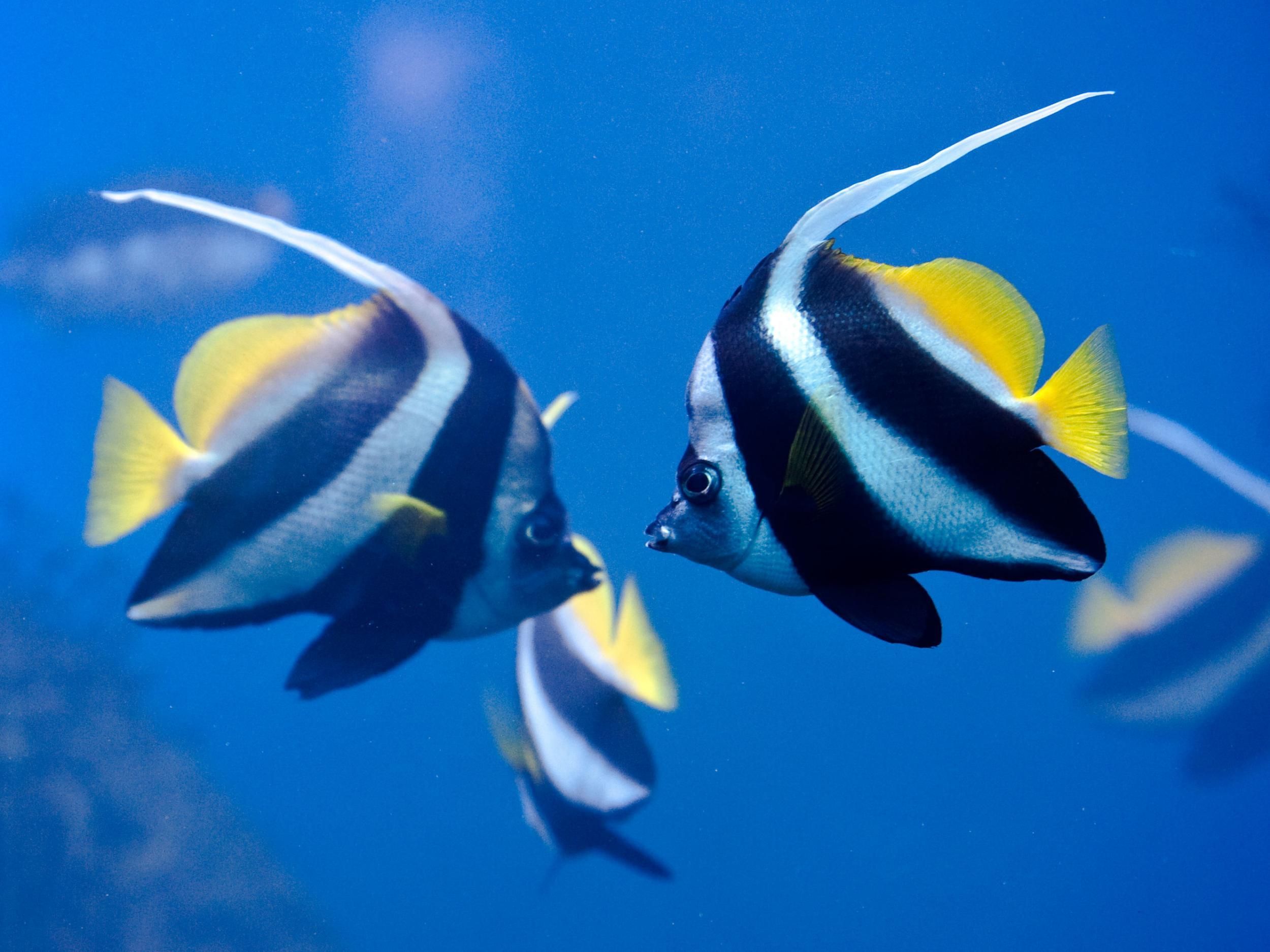 Fish are sentient animals who form friendships and…