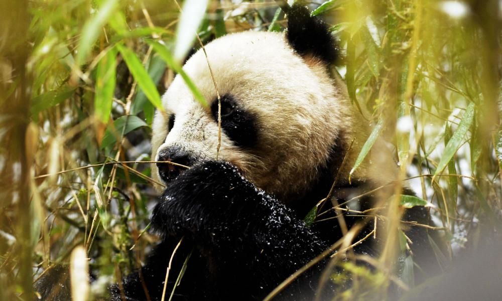 China to create 'giant' giant panda reserve to boost…
