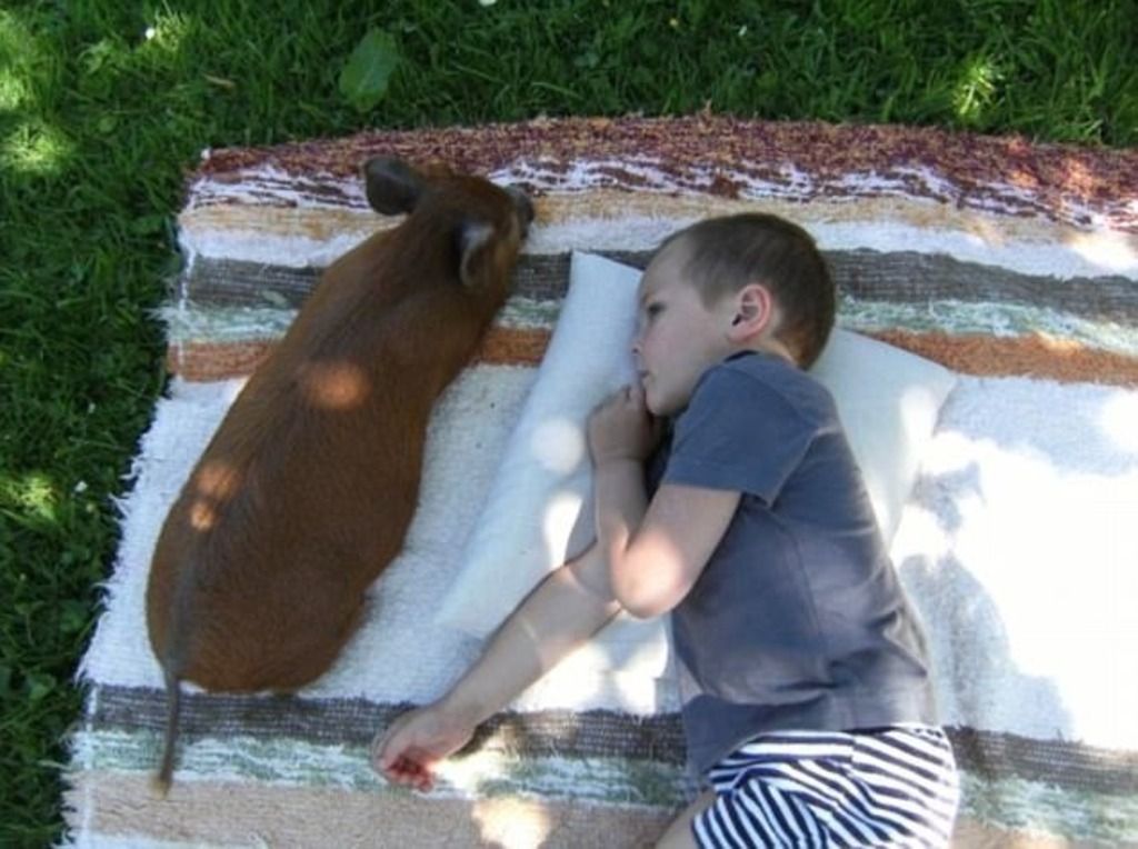 How a micro pig helped save an autistic boy from…