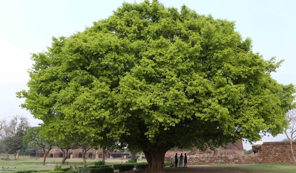 Discover Delhi: The stunning Pilkhan tree that infuses…