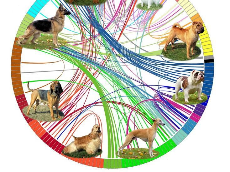 Genetic map of dogs' evolution could shed new light on…