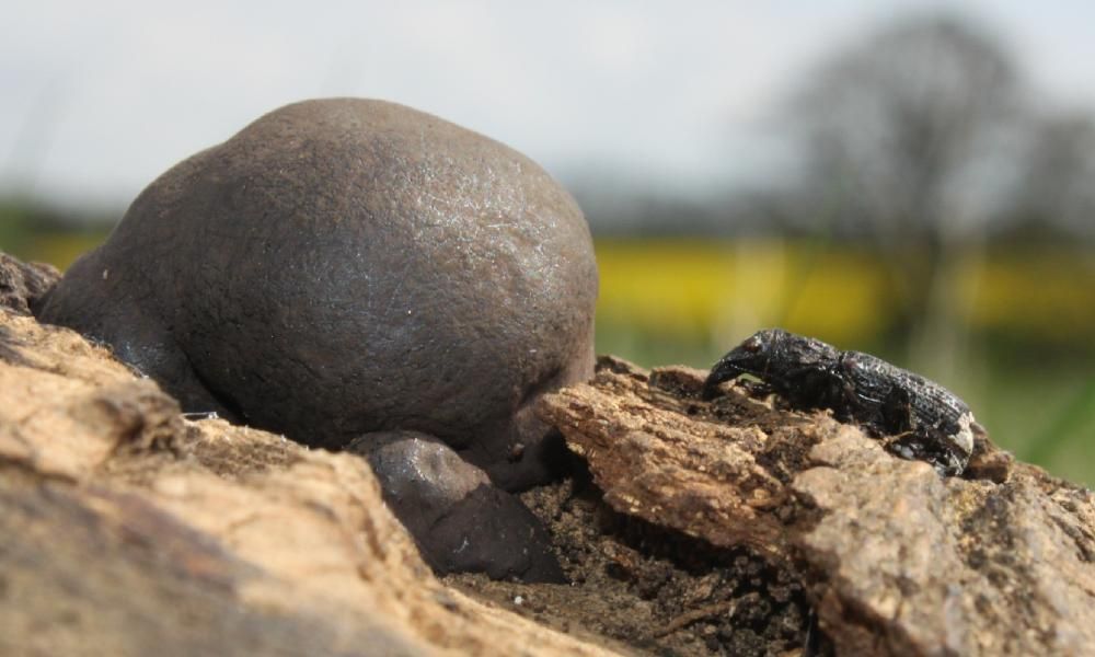 Shifting ground has suited the colonies