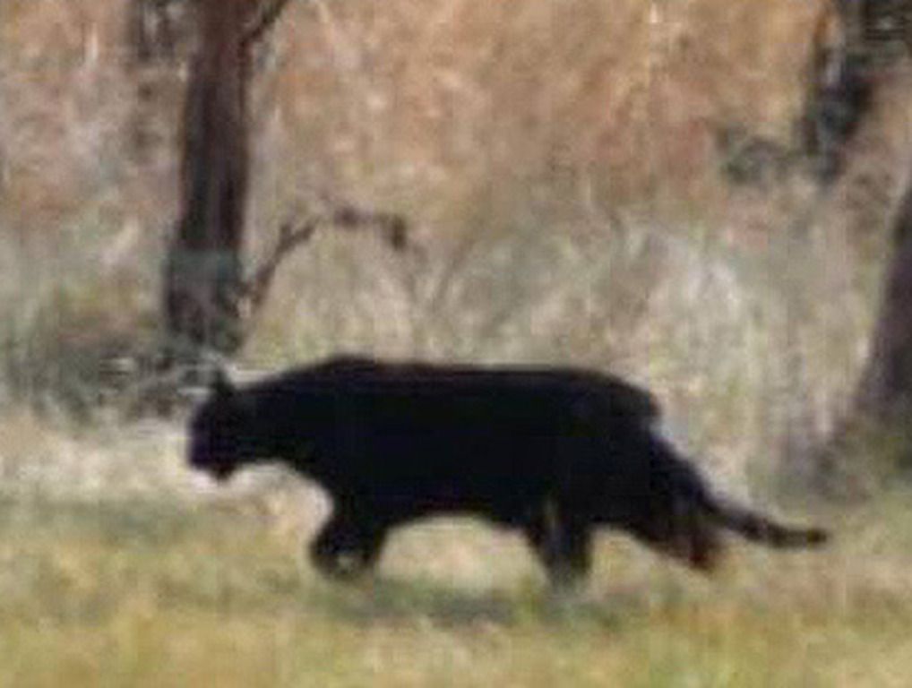 Fresh sighting of elusive Canterbury 'panther' emerges