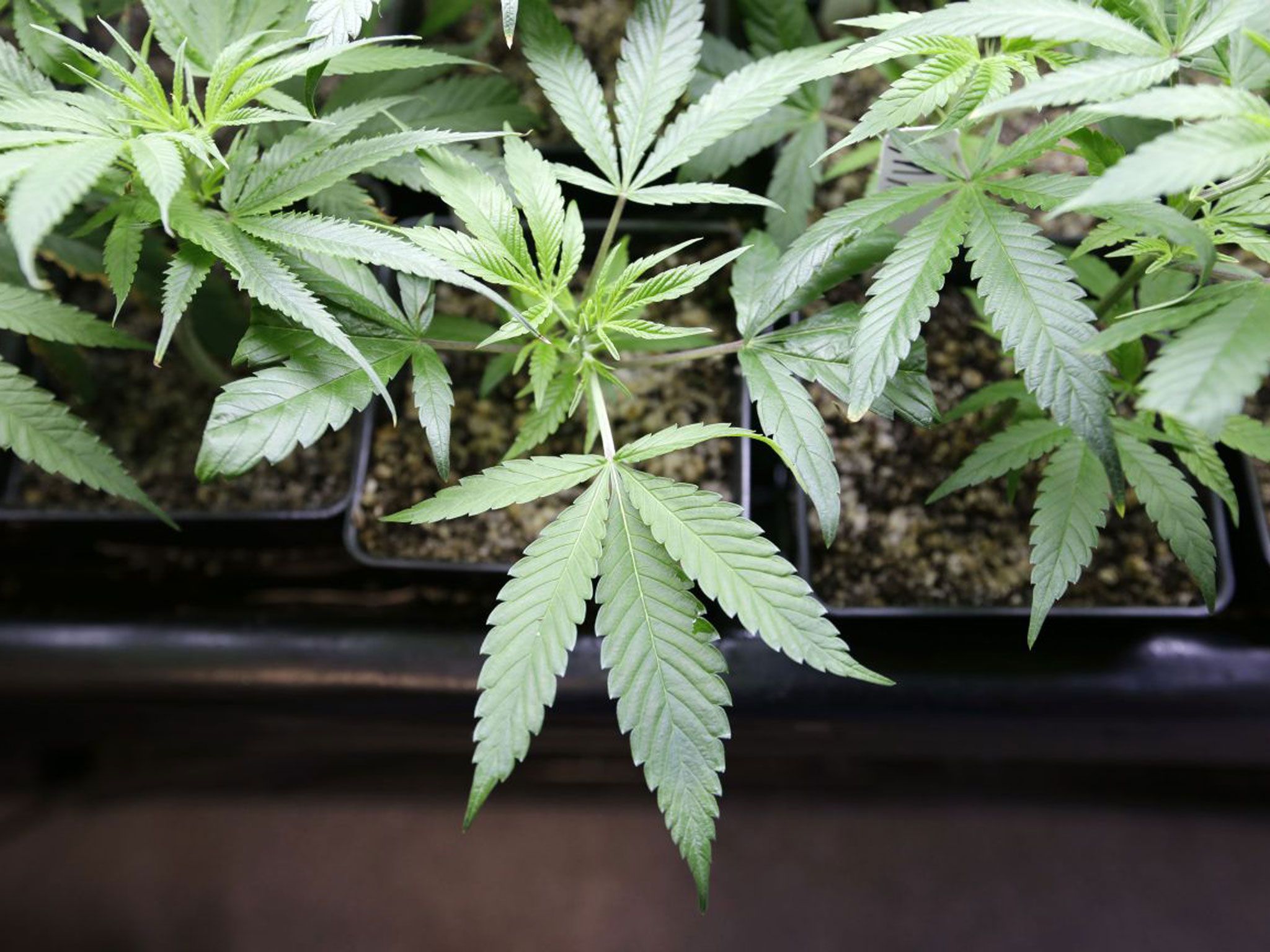 Cannabis compound THC found to improve memory and…