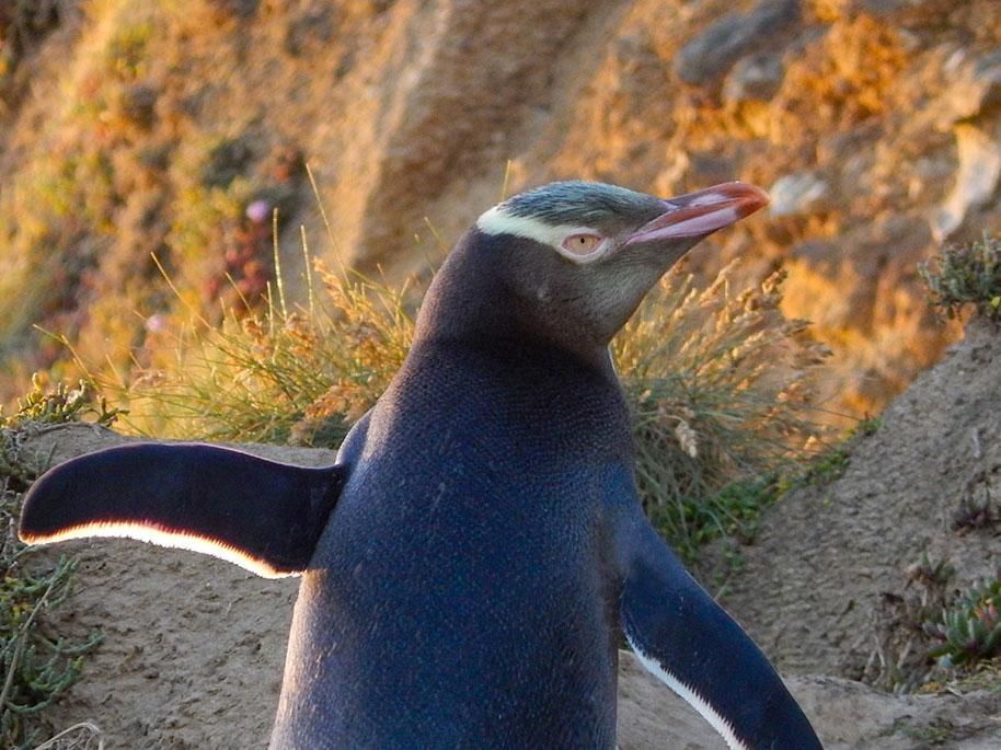 New Zealand's iconic yellow-eyed penguins face…