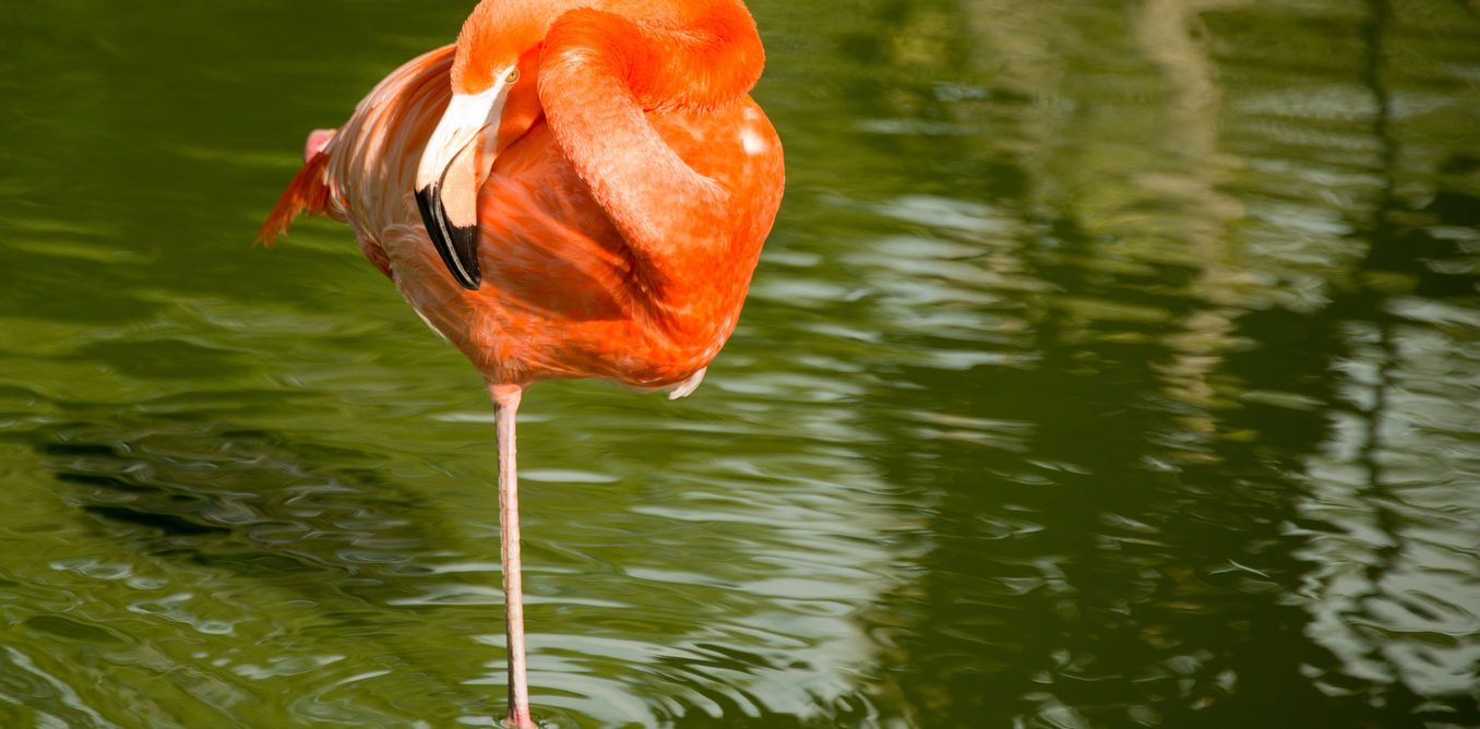 Neuromechanics of flamingos' amazing feats of balance