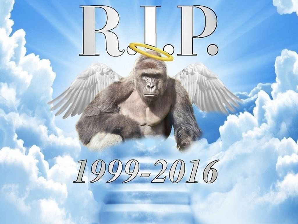 Remembering Harambe: Memes flood Twitter marking…