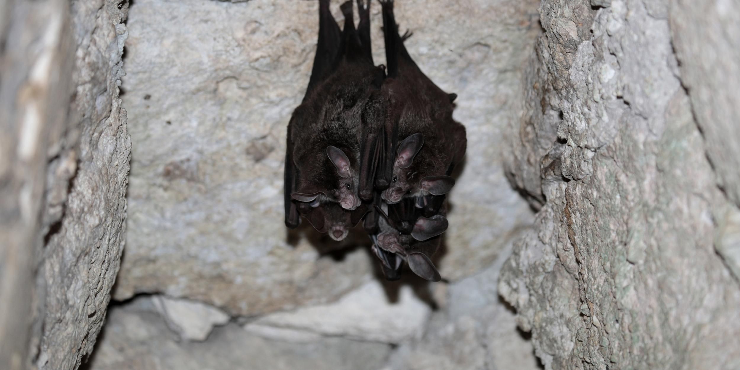 Bat attacks on humans increasing due to urbanisation…