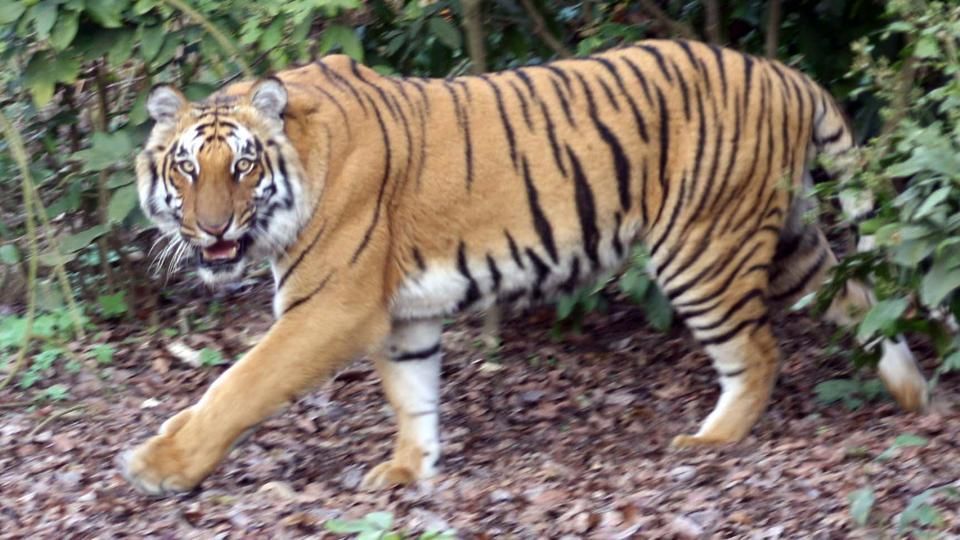 Tiger skin seized in Nepal came from Corbett, says NGO